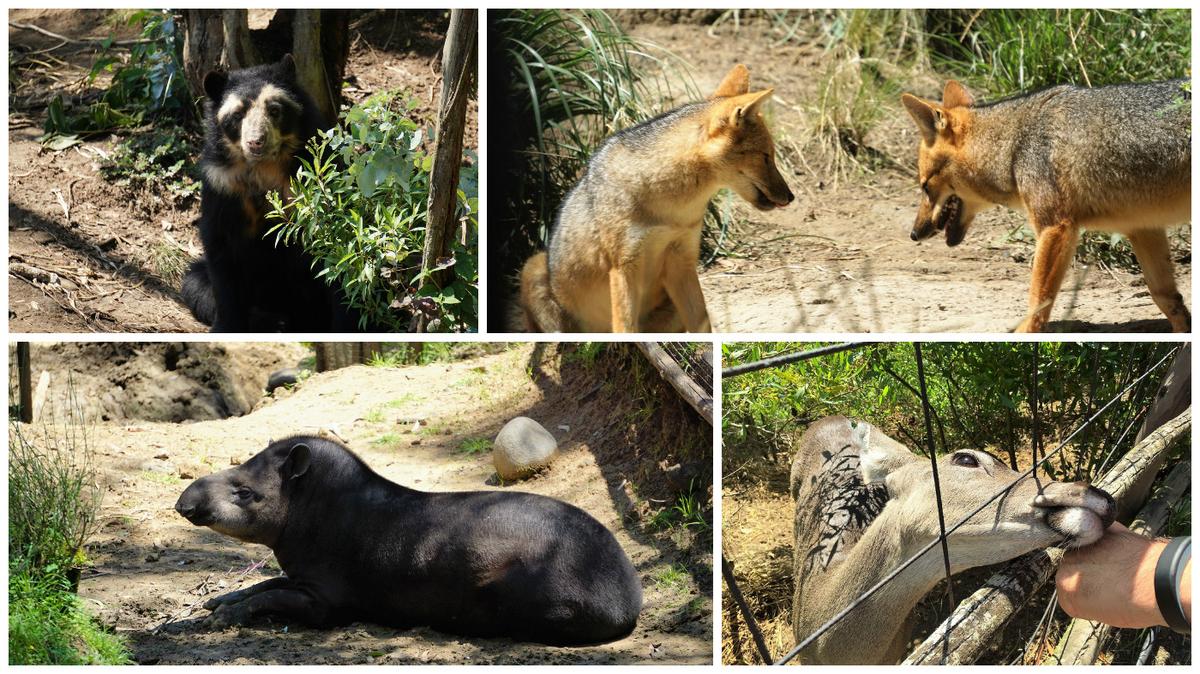 Cuenca Zoo, Rare and Surprising Animal Haven in Ecuador