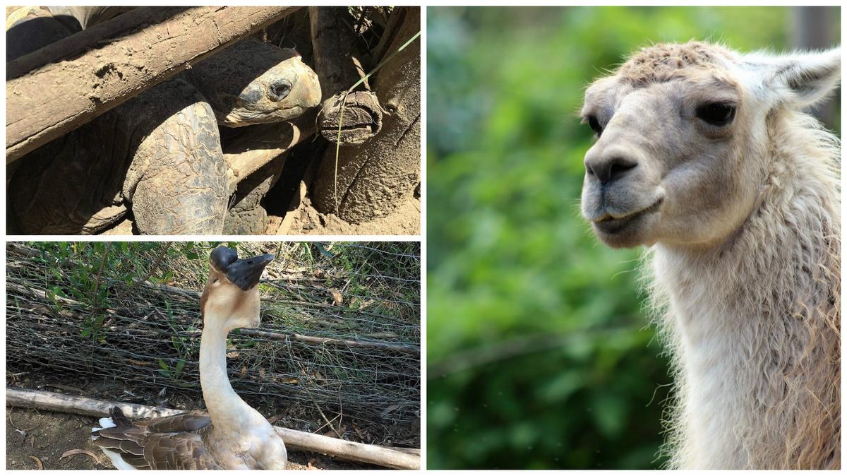 Cuenca Zoo, Rare and Surprising Animal Haven in Ecuador