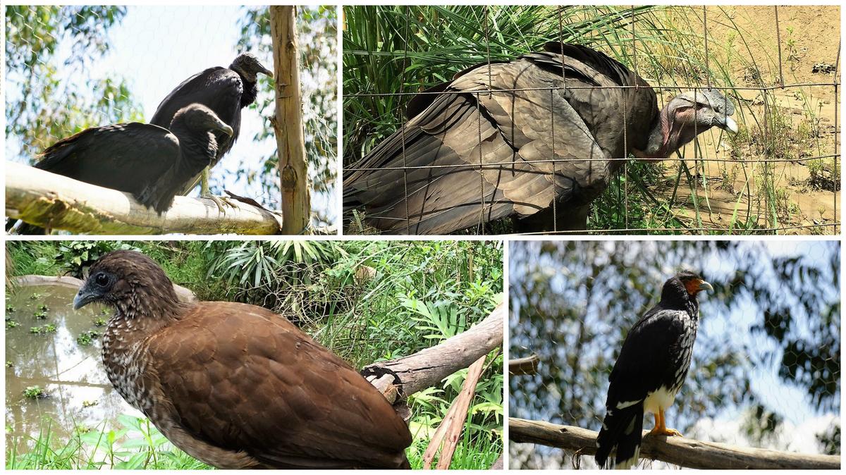 Cuenca Zoo, Rare and Surprising Animal Haven in Ecuador