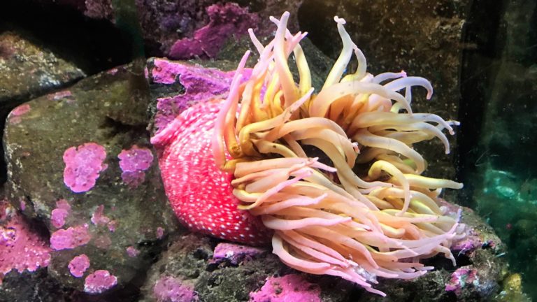 Discover all that Makes Seattle Amazing in Just Two Days