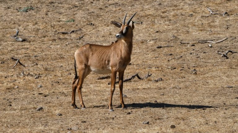 Discover and Enjoy all That is the Best of Santa Rosa Wine