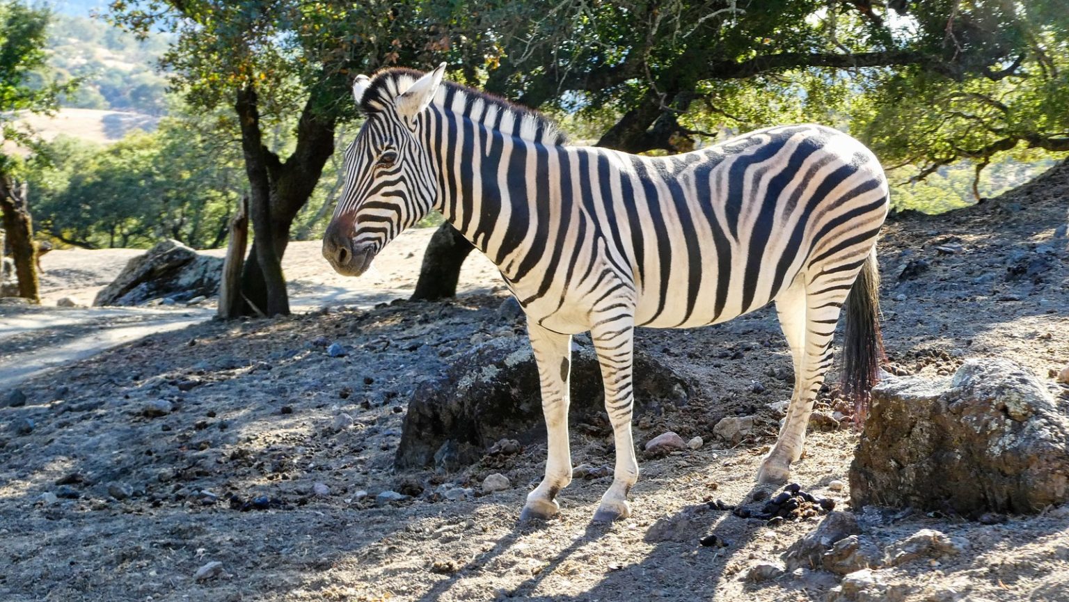 Discover and Enjoy all That is the Best of Santa Rosa Wine